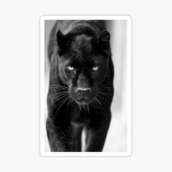 "black tiger" Sticker for Sale by Mounir7 | Redbubble