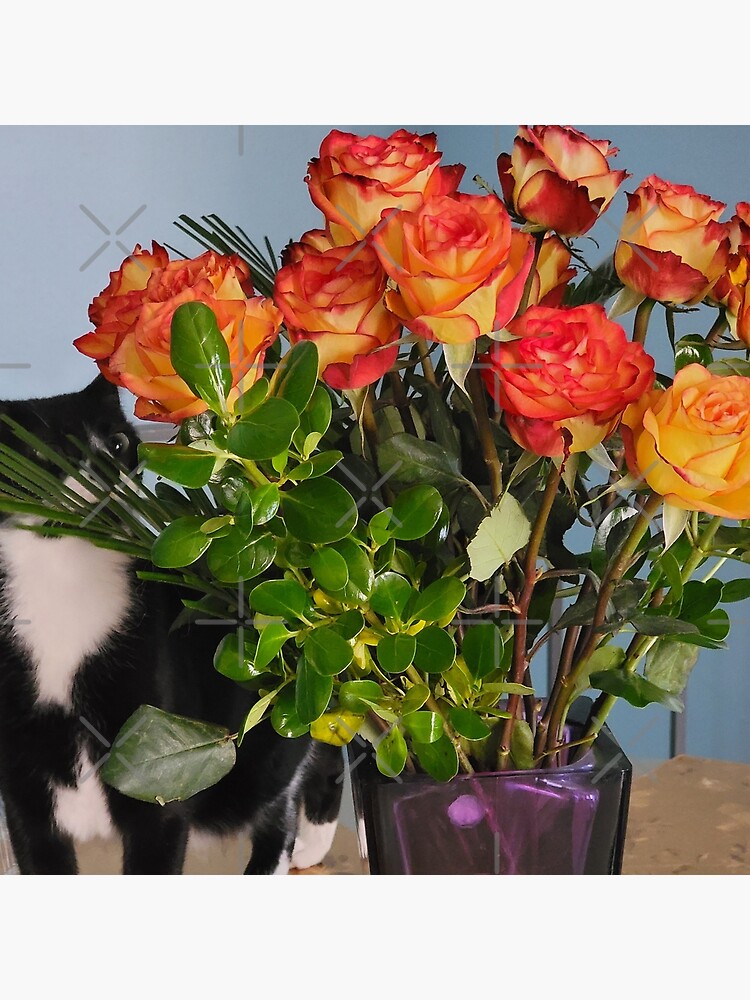 "Beautiful yellow orange roses with Tuxedo cat on the left on light ...