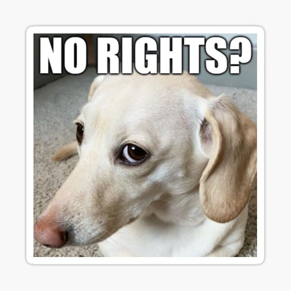 "no rights dog meme" Sticker for Sale by kamilesz | Redbubble