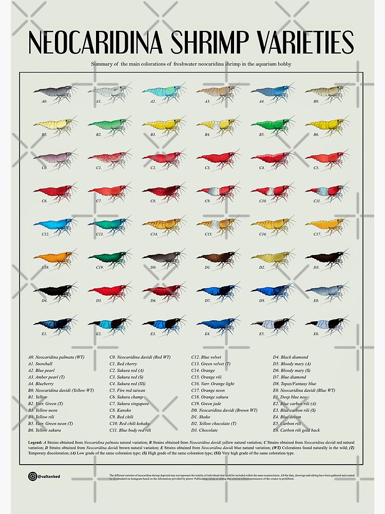 "Neocaridina shrimp poster" Journal for Sale by Vallkaiser | Redbubble