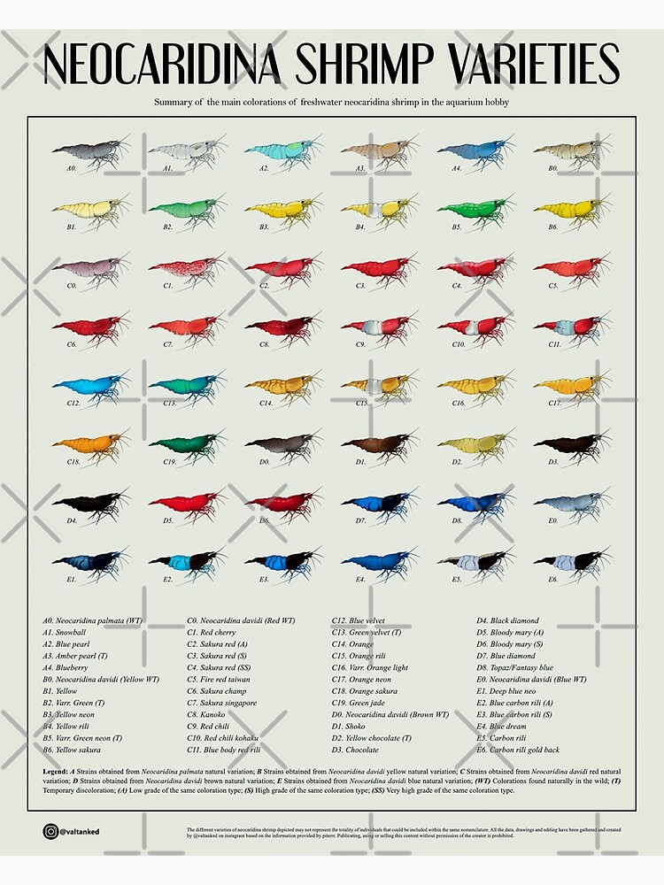 "Neocaridina shrimp poster" Photographic Print for Sale by Vallkaiser ...