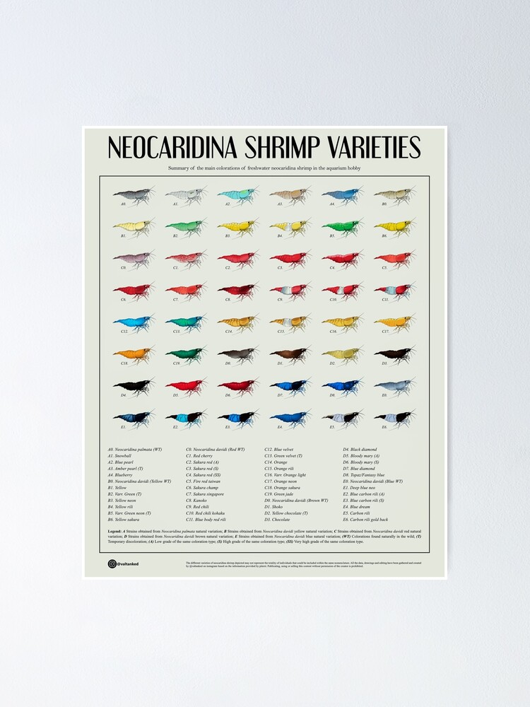 "Neocaridina shrimp poster" Poster for Sale by Vallkaiser | Redbubble