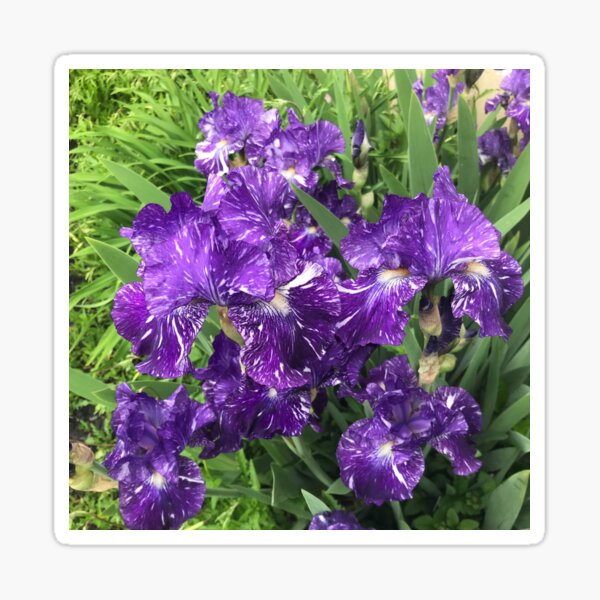 "Natural Iris" Sticker for Sale by SunshineWalker | Redbubble