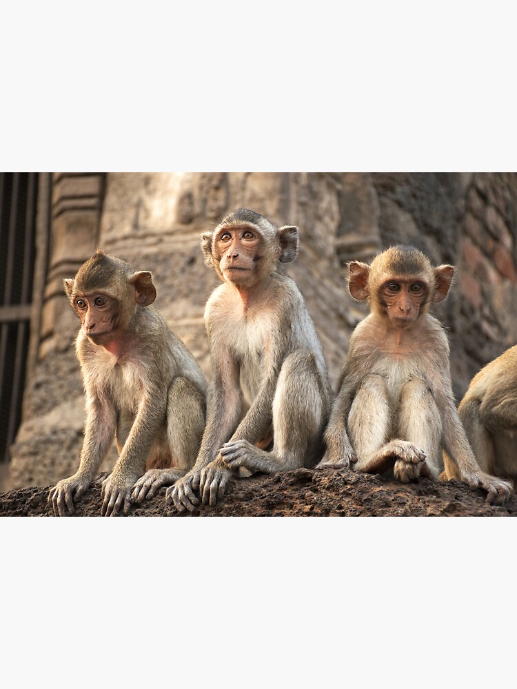 "Three Monkeys Gang" Sticker for Sale by Monkey-love-44 | Redbubble