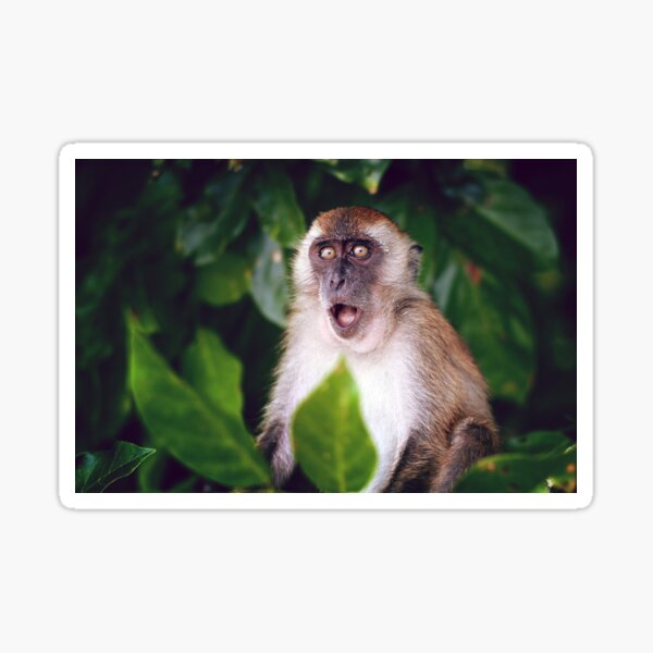 "Surprised funny monkey with open mouth" Sticker for Sale by Monkey ...