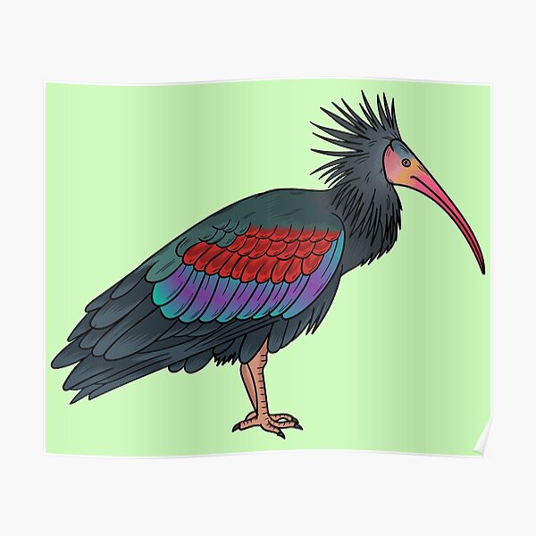 Póster «Ilustración de dibujos animados de pájaro ibis calvo del norte ...