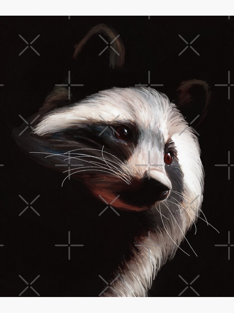 Lámina fotográfica «Linda cara de mapache americano vintage, linda ...