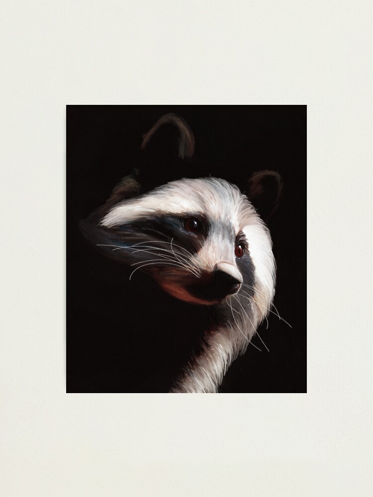 Lámina fotográfica «Linda cara de mapache americano vintage, linda ...