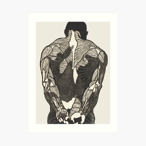 Lámina artística «Estudio anatómico de los músculos de la espalda de un ...