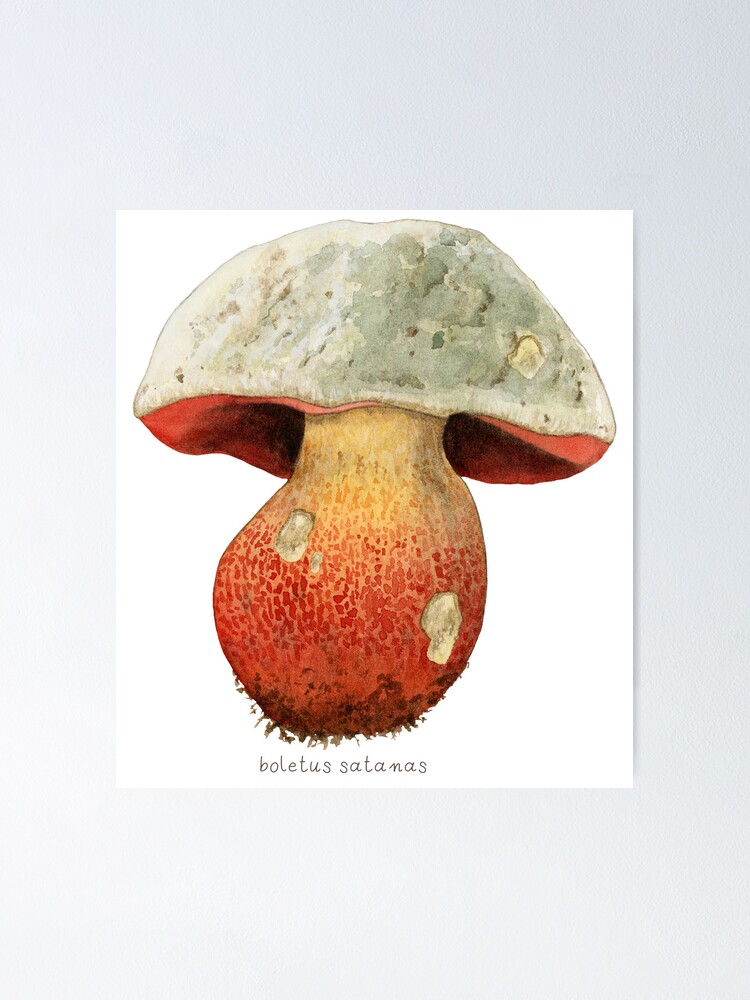 "boletus satanas" Poster for Sale by hartleif | Redbubble