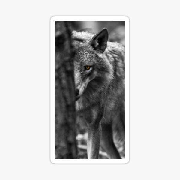 "white wolf" Sticker for Sale by Mounir7 | Redbubble