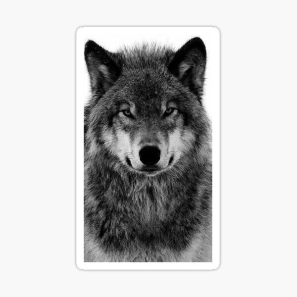 "white wolf" Sticker for Sale by Mounir7 | Redbubble