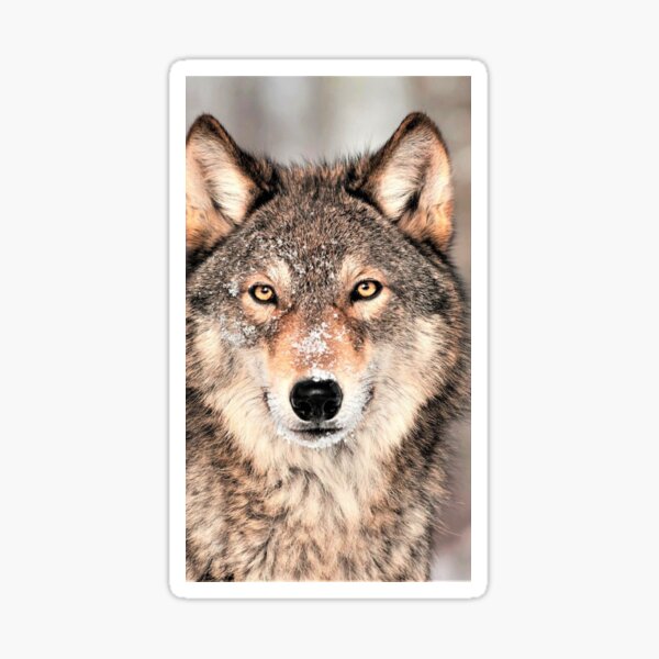 "white wolf" Sticker for Sale by Mounir7 | Redbubble