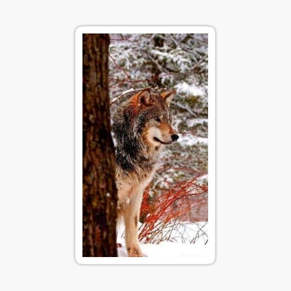 "white wolf" Sticker for Sale by Mounir7 | Redbubble