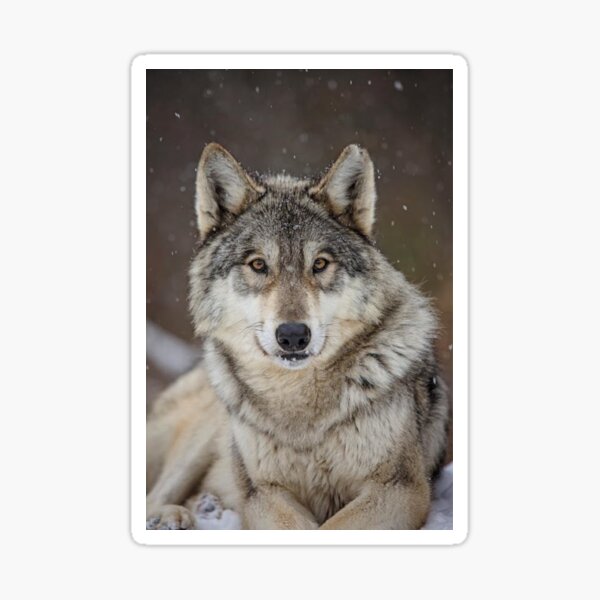 "white wolf" Sticker for Sale by Mounir7 | Redbubble