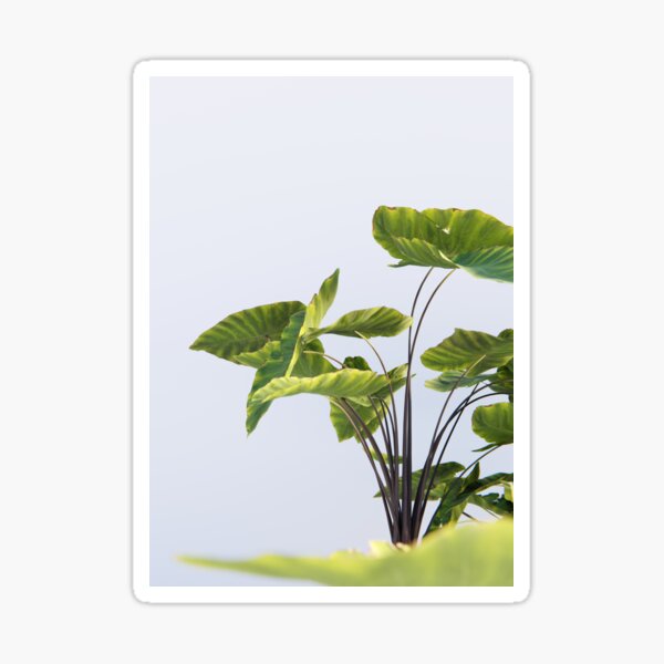 "Taro - PLANT3D 00012" Sticker for Sale by jcvangennip | Redbubble