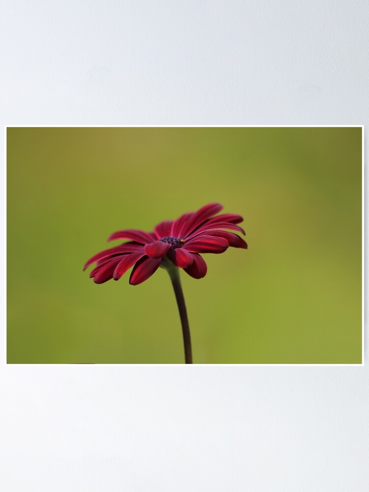 "Small and lonely Red Flower" Poster for Sale by McKeeverDesigns ...