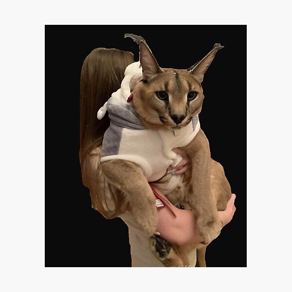 "Funny big floppa kids" Photographic Print for Sale by momshow | Redbubble