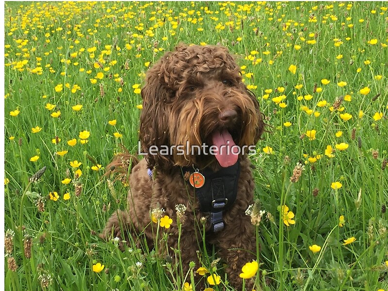 "Cockapoo sitting in Summer Buttercup Flowers" by LearsInteriors ...