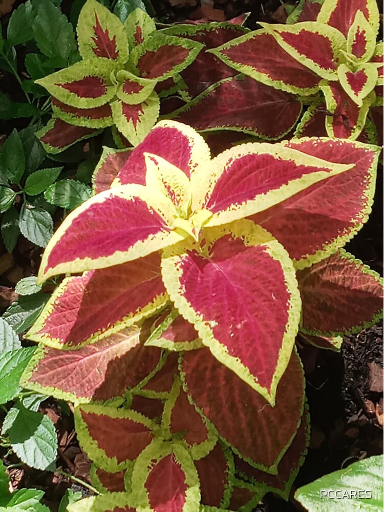 "COLEUS FAIRWAY RUBY" Sticker for Sale by PCCARES | Redbubble