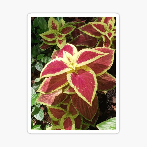 "COLEUS FAIRWAY RUBY" Sticker for Sale by PCCARES | Redbubble
