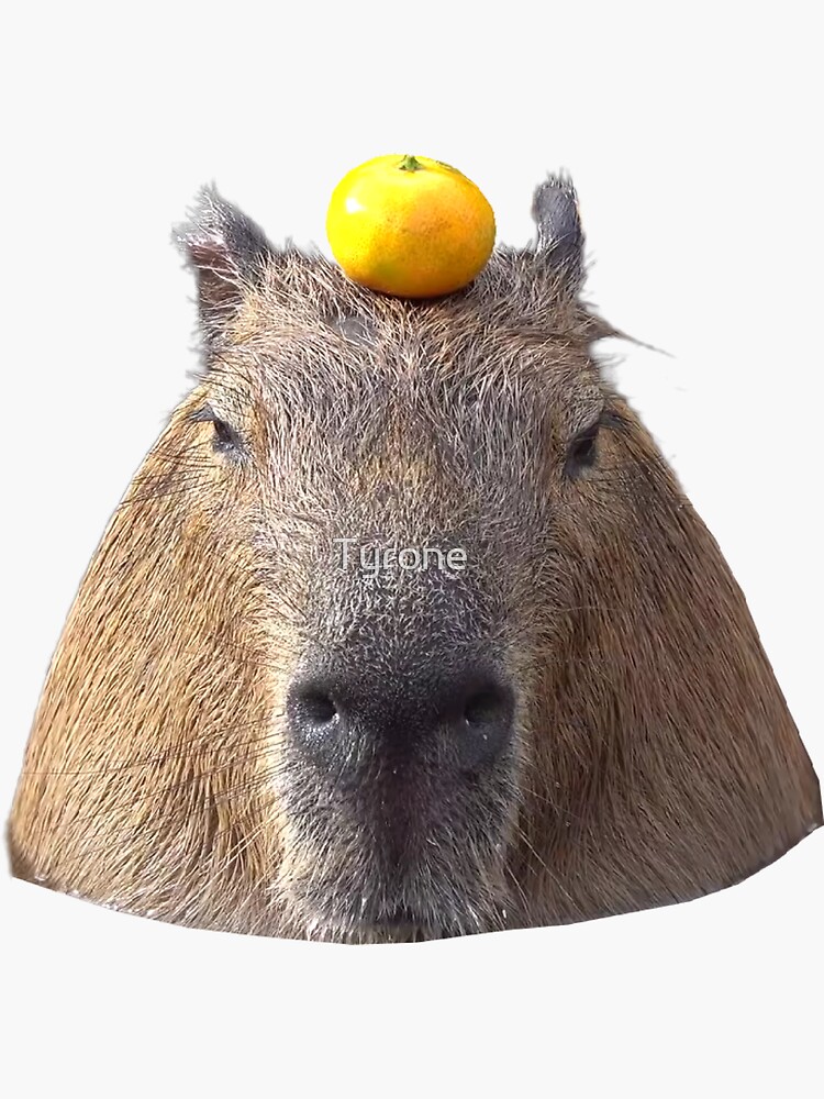 "Capybara with Orange" Sticker for Sale by DeepTyrone | Redbubble