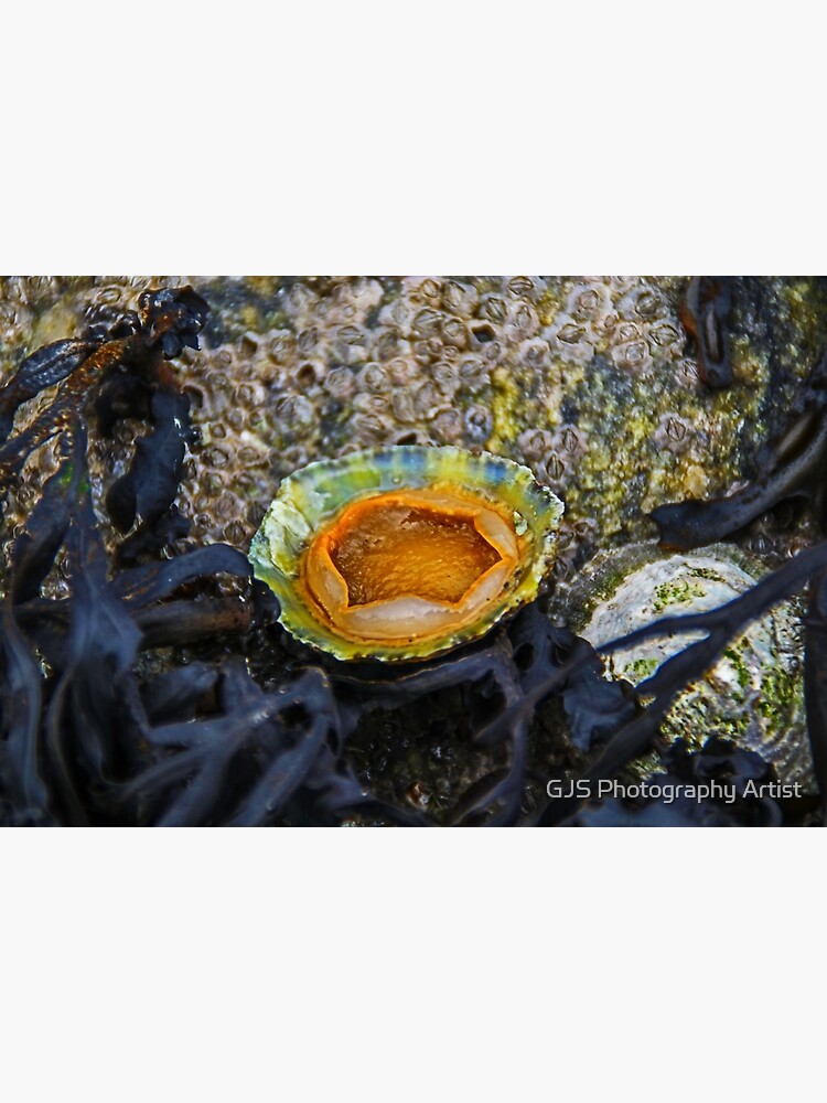 "Underside of a Limpet" Poster for Sale by Gazsmith | Redbubble