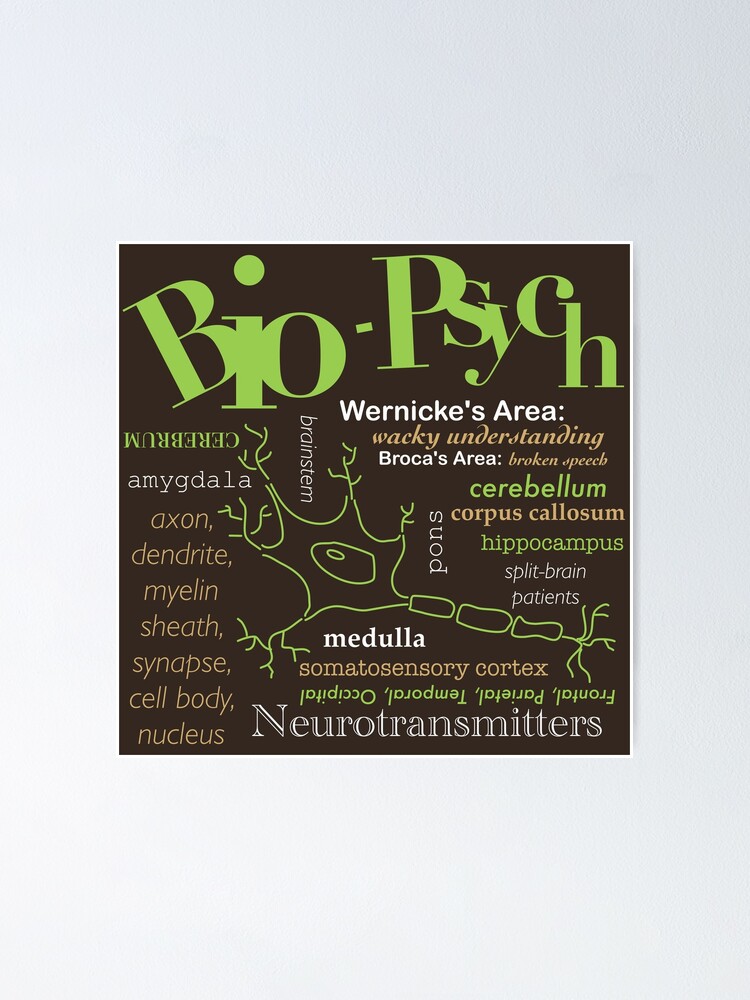 "AP Psychology - Bio-Psych" Poster for Sale by SketchySketchy | Redbubble