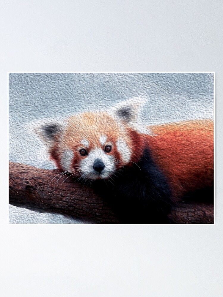 "Red Panda Laying Down" Poster for Sale by friendlyfauna | Redbubble
