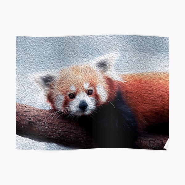 "Red Panda Laying Down" Poster for Sale by friendlyfauna | Redbubble
