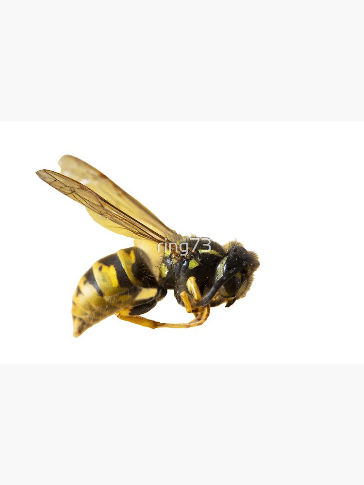"wasp" Sticker for Sale by ring73 | Redbubble