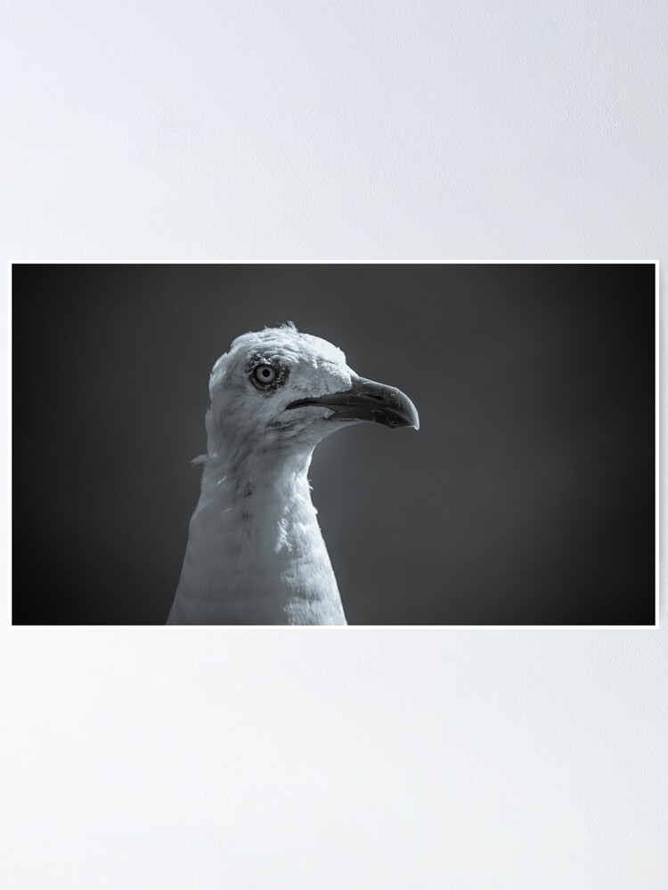 "Angry and Mean Seagull" Poster for Sale by McKeeverDesigns | Redbubble