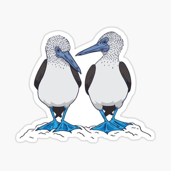 "Adorable Duo Blue Footed Booby Exotic Birds In Galapagos" Sticker for ...