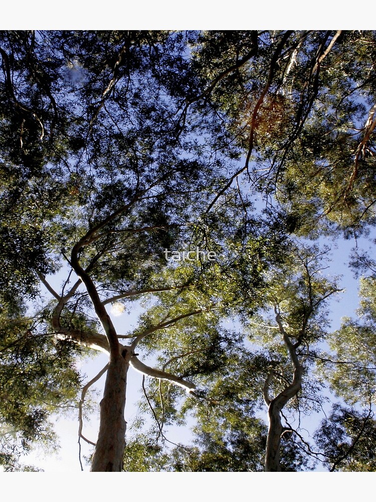 "Eucalyptus Tree Canopy Abstract Photography" Backpack for Sale by ...