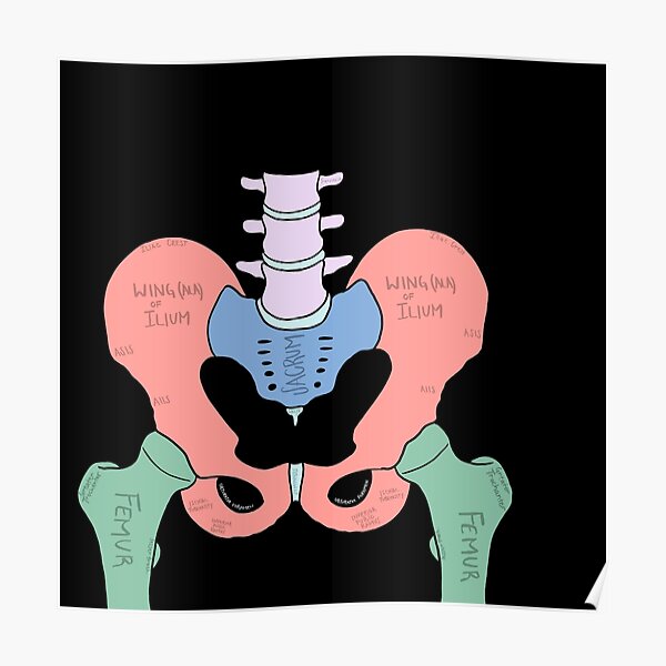 "Pelvis" Poster for Sale by jasleenM | Redbubble