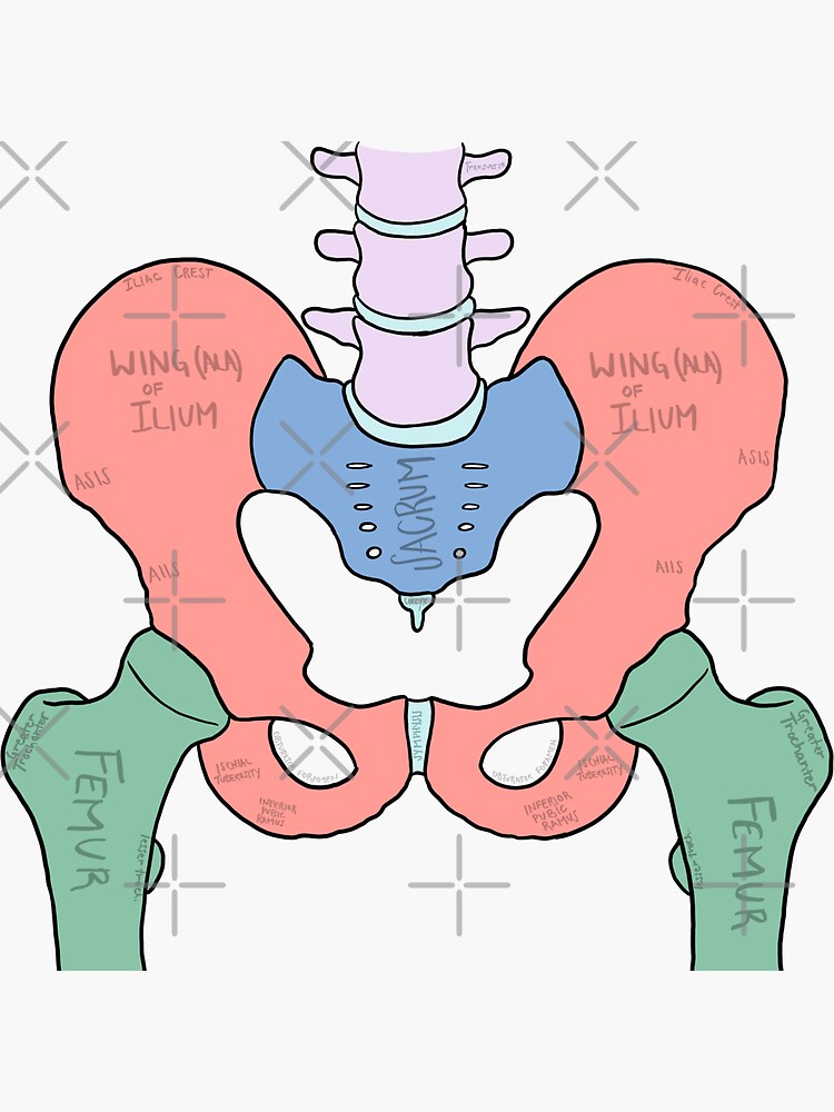 "Pelvis" Sticker for Sale by jasleenM | Redbubble