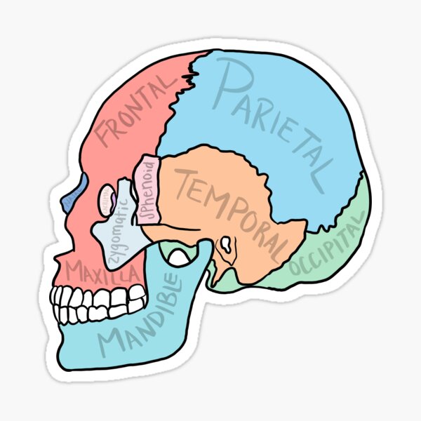 "Skull Anatomy labelled" Sticker for Sale by jasleenM | Redbubble