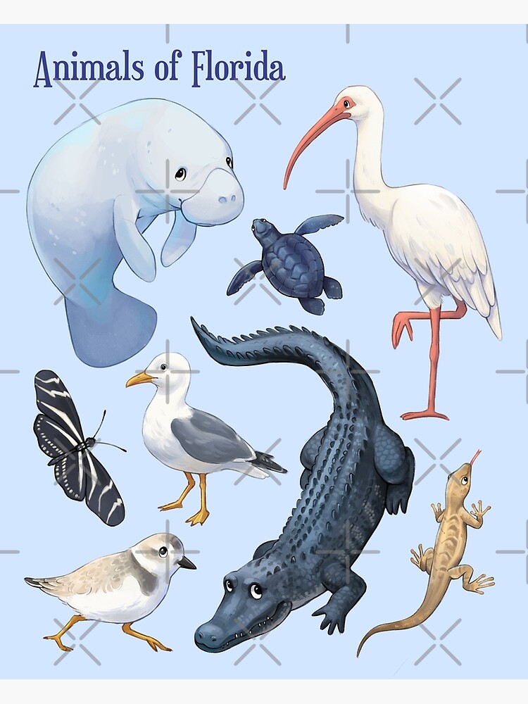 "Animals of Florida" Poster for Sale by kippythecat | Redbubble