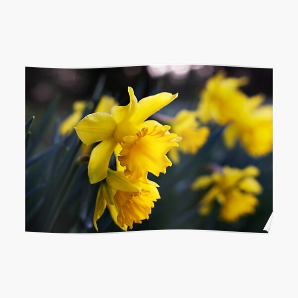 Daffodil Day Posters | Redbubble