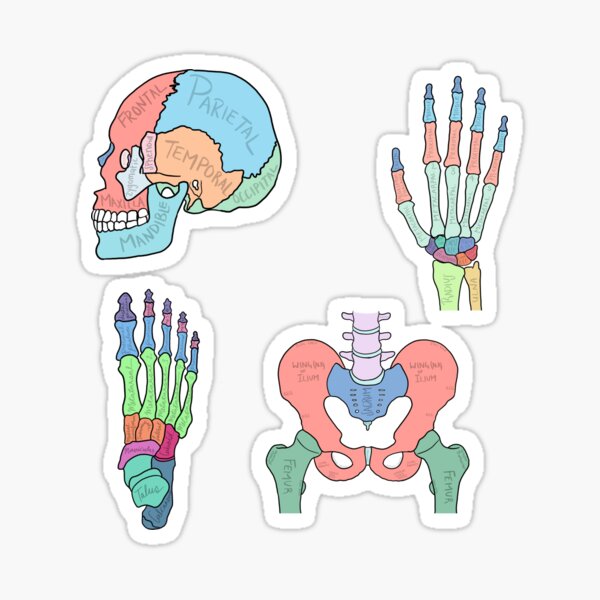 "Labelled Anatomy Set" Sticker by jasleenM | Redbubble