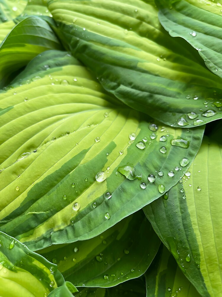 "Hosta Water Drops" Sticker for Sale by Asaha17 | Redbubble
