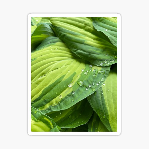 "Hosta Water Drops" Sticker for Sale by Asaha17 | Redbubble