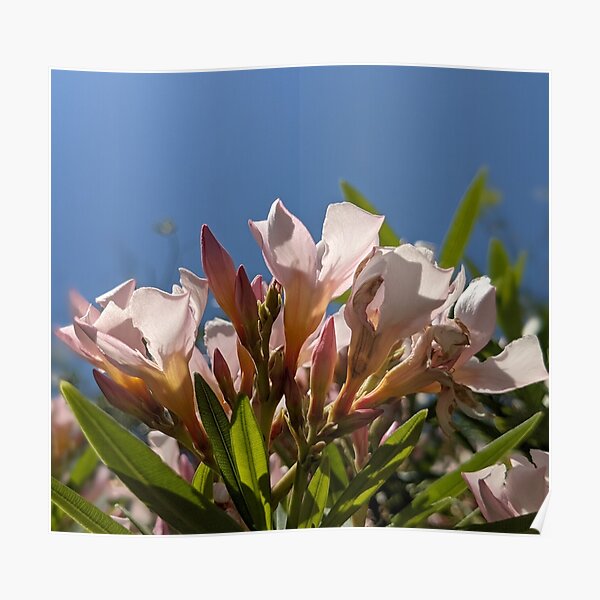 "Pink Florida Flowers 3" Poster for Sale by AustaArt | Redbubble