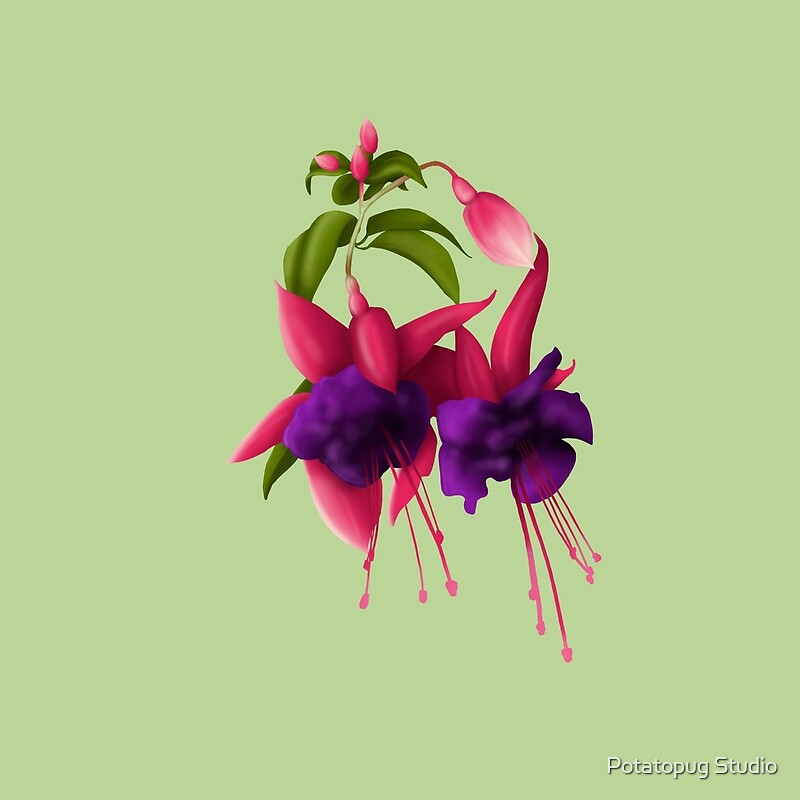 "Fuchsia" by Potatopug Studio | Redbubble