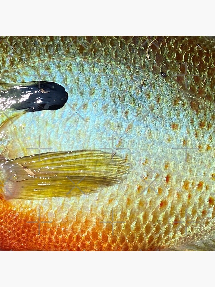 "Sunfish Skin (Natural) Fish Scale Pattern" Poster for Sale by CJRPics ...