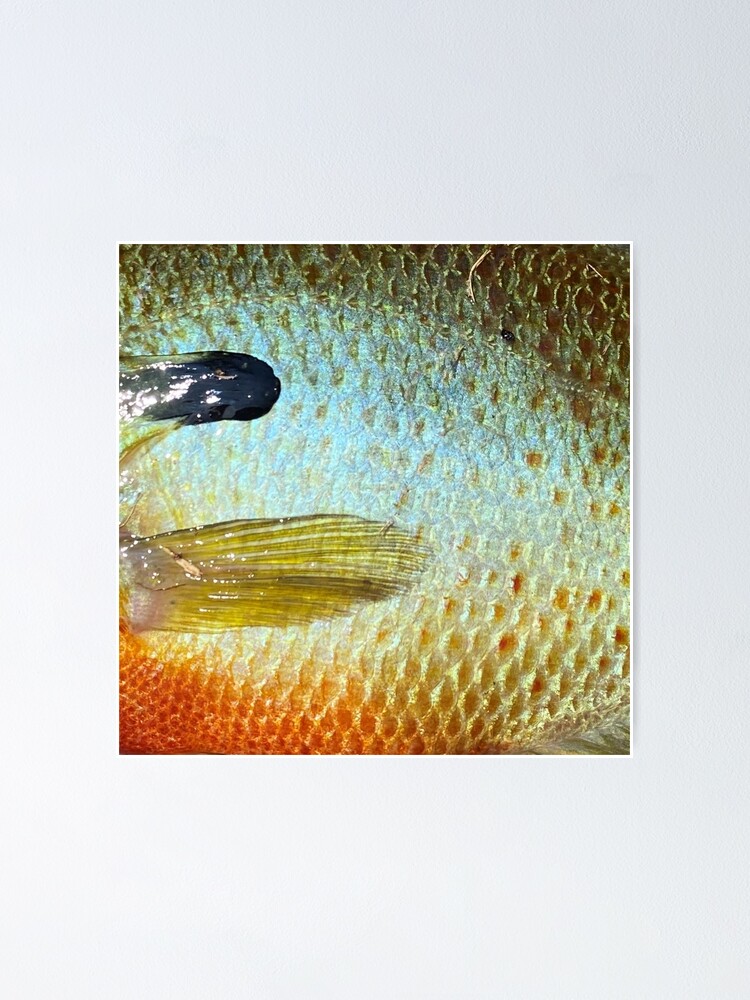 "Sunfish Skin (Natural) Fish Scale Pattern" Poster for Sale by CJRPics ...