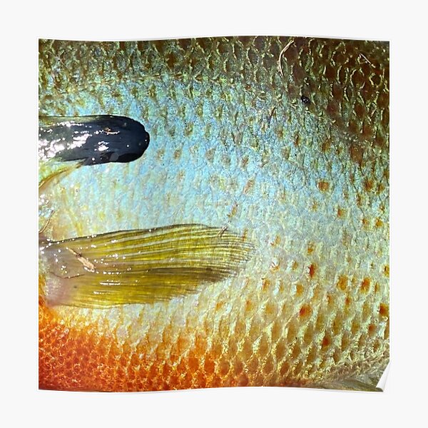 "Sunfish Skin (Natural) Fish Scale Pattern" Poster for Sale by CJRPics ...
