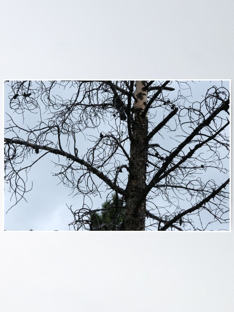 "Trees and Twigs" Poster for Sale by Haley-Marshall | Redbubble