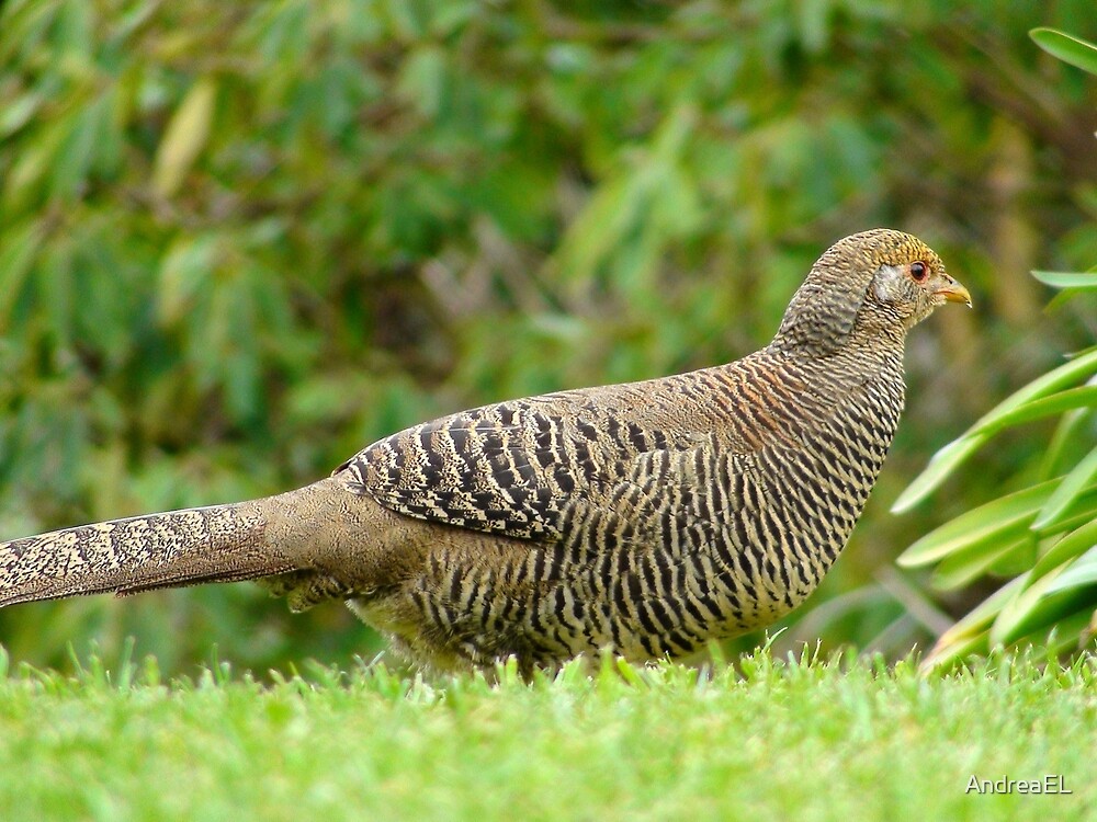 "Aww Shoot!!.. All The Good Nesting Spots Are Taken!! - Female Golden ...
