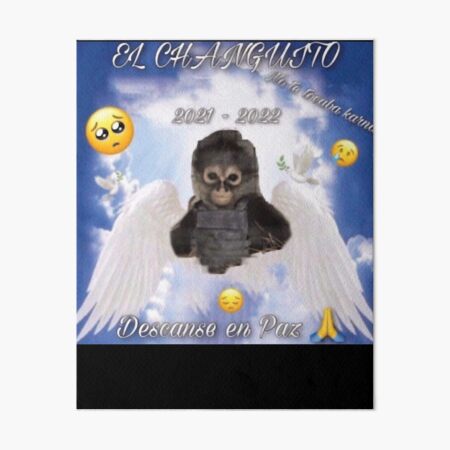 "Changuito monkey Mexican spider monkey cartel wearing camo and bullet ...